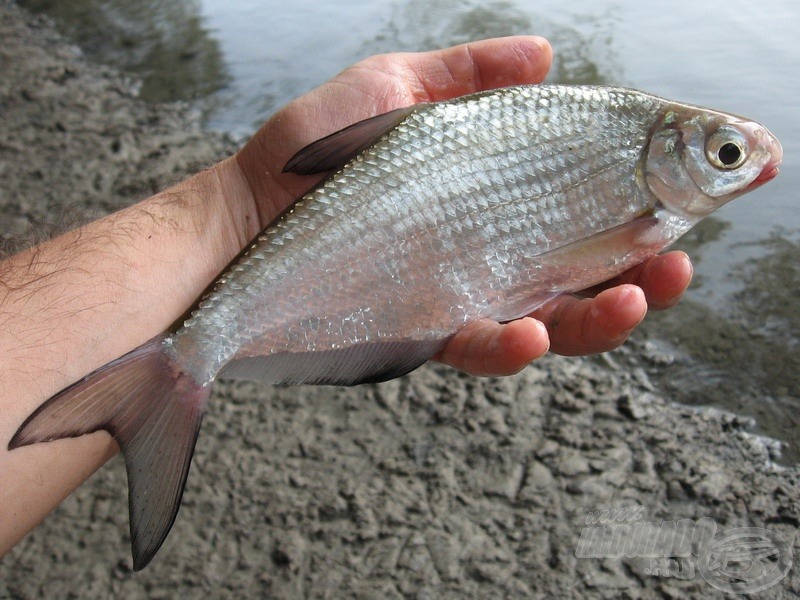 Írás - Dunai halak nyomában - Haldorádó horgász áruház